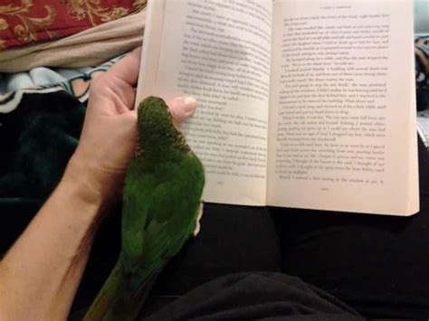 He Wont Let Me Read Today Ig Rconures