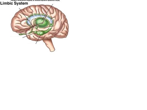 Limbic System Labelling Diagram Quizlet
