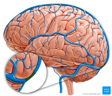 Confluence Of Sinuses Anatomy Tributaries Drainage Kenhub