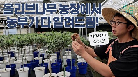 올리브나무 농장에서 농부가 직접 관리법 및 가지치기 방법 알려드려요 올리브나무 열매 맺는 품종찾기 Youtube