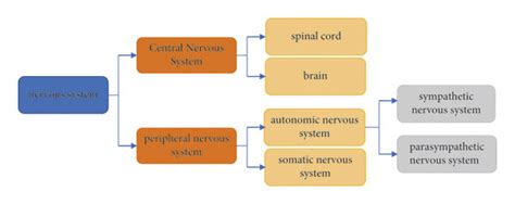 Hierarchical Structure Of The Brain Download Scientific Diagram