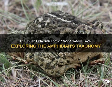 The Scientific Name Of A Wood House Toad Exploring The Amphibians