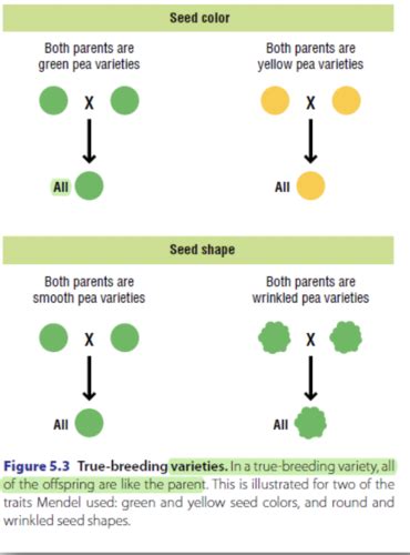 Mendelian Genetics I Flashcards Quizlet