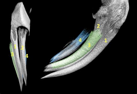 Frontal Left And Lateral Views Right Of The Fangs Of Bitis Arietans