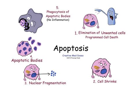 Necrosis VS Apoptosis Six Major Differences Creative Med Doses