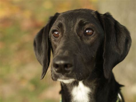 Enzo Labrador Retriever Pointer Mix