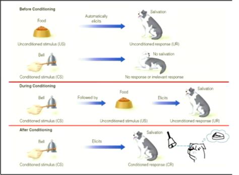 Classical Conditioning Flashcards Quizlet