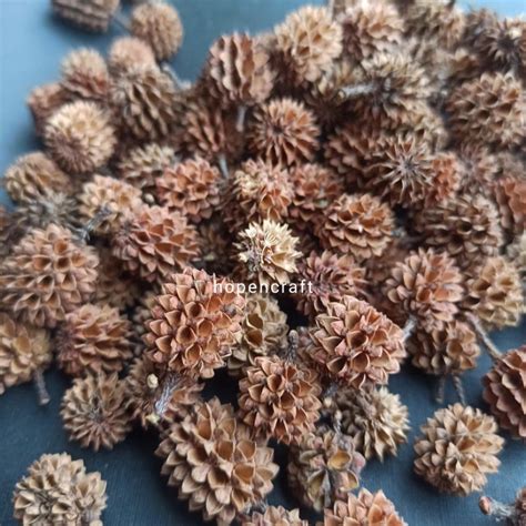 Jual [30 Pcs] Biji Cemara Biji Durenan Shopee Indonesia