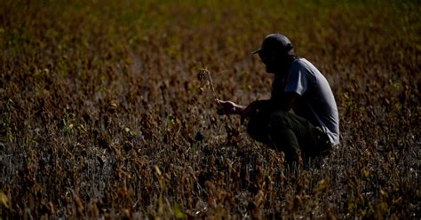 La Sequía Pega Fuerte Infobae