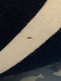 布団に謎の虫がいました。何の虫かわかる人、教えてください。捕まえようとした時、な 教えて！住まいの先生 Yahoo不動産