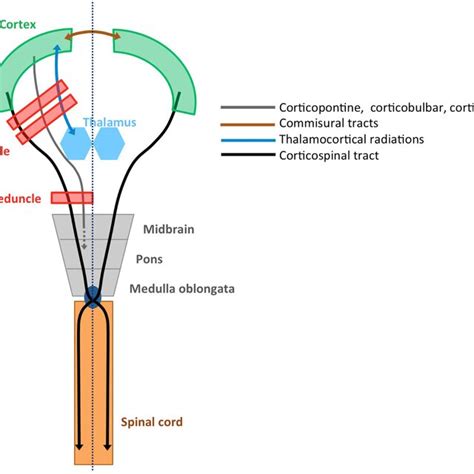 Structural Connectivity Of The Sensorimotor System Schematic Overview Download Scientific