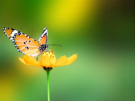 Шаблон презентации по биологии