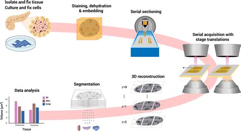 Fast Em Array Tomography A Workflow For Multibeam Volume Electron