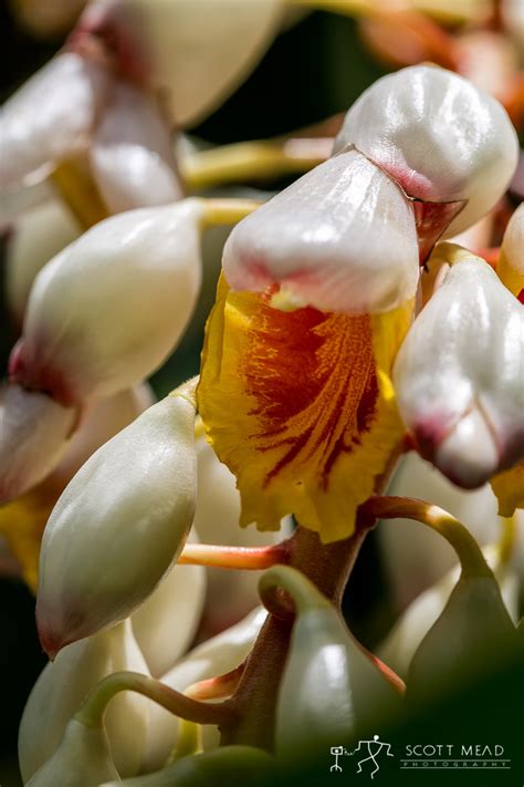 Shell Ginger Scott Mead Photography Inc