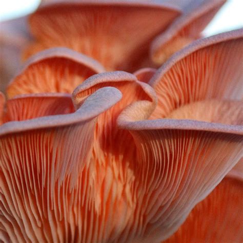 Girgolas Rosadas Hijos Del Fungo