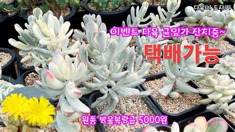 다육이농장 정우방다육 남사화훼단지 원종방울복랑금 라울 리톱스등 Youtube