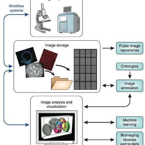 Pdf Bioimage Informatics The Challenge Of Knowledge Extraction From