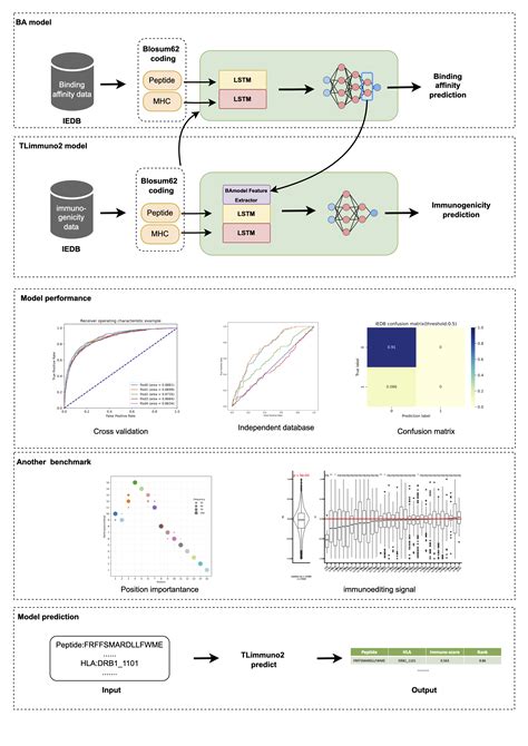 Tlimmuno2 Predicting Mhc Class Ii Antigen Immunogenicity Through Transfer Learning