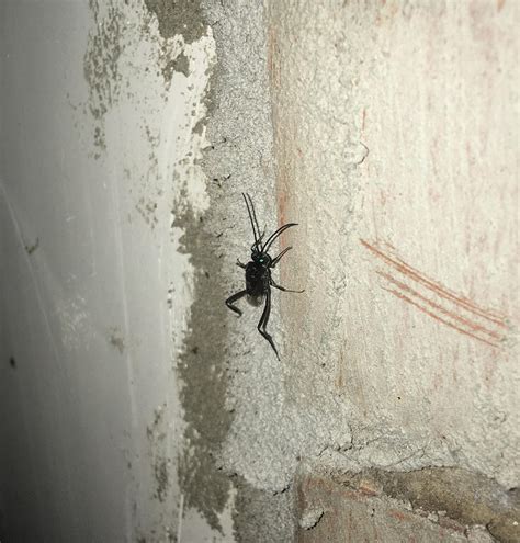 What Is This R Whatsthisbug