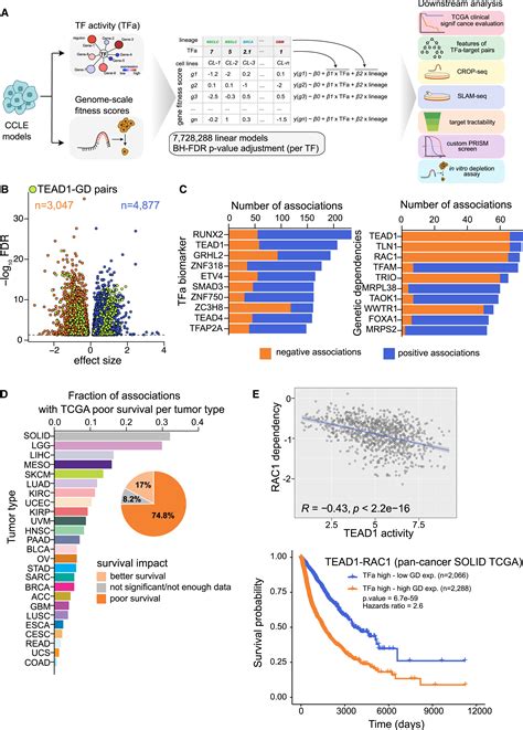 Genetic Dependencies Associated With Transcription Factor Activities In