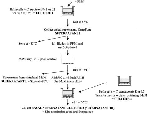 Protocol Used For The Coculture Of Hela Cells With Mdm Prestimulated