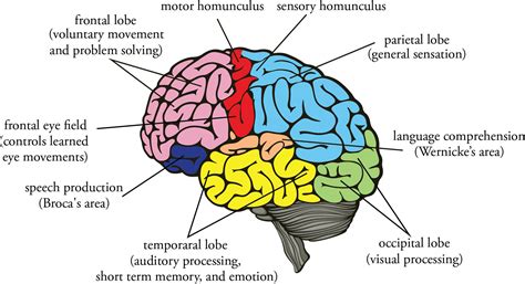 Functional Regions Of The Cerebral Cortex