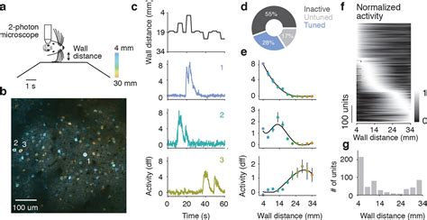 Neural Coding In Barrel Cortex During Whisker Guided Locomotion Elife