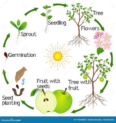 Apple Tree Life Cycle Isolated On White Background Stock Vector