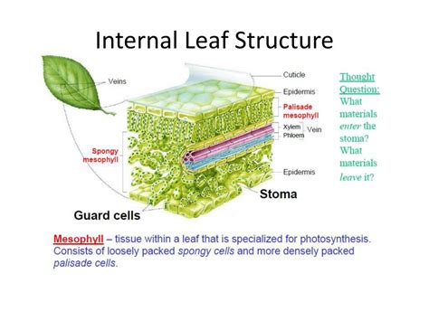 Internal Structure Of A Leaf And Functions