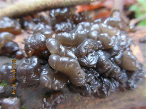 ヒメキクラゲ さぬきの里山動植物図鑑 まんのう公園