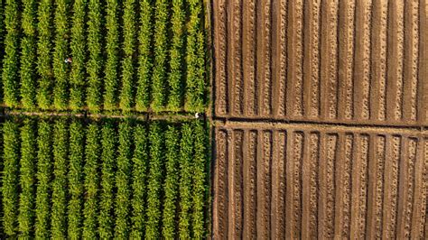 봄에 작물을 심기 위해 준비된 쟁기질 된 들판의 고랑 행 패턴과 어두운 비옥 한 토양이있는 광대 한 들판에서 자라는 식물의 행의