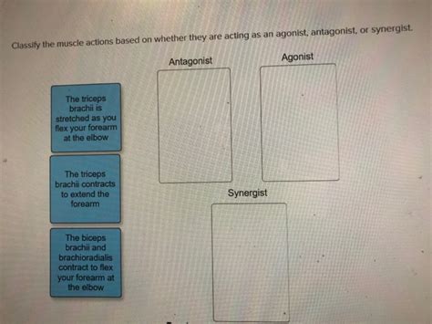 solved classify the muscle actions based on whether they are