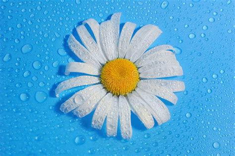 Download Daisy Flower In K Wallpaper Wallpapers Com