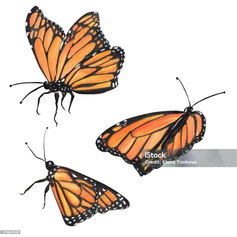 손으로 그린 수채화 그림입니다 모든 디자인 작업을위한 세 마리의 모나크 나비 3가지 개체에 대한 스톡 벡터 아트 및 기타 이미지