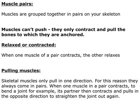 The Muscular System Structure Function And Common Pathologies