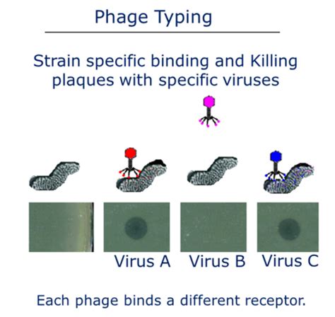 Understanding Bacterial Differentiation Flashcards Quizlet