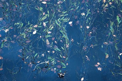 집 밖의 갈대 경치 경치가 좋은 계절 고요한 고요함 꽃 무늬 꽃무늬 나뭇잎 디테일 떠 있는 민물 반사 배경 생태 생태계 수면 수생 식물원