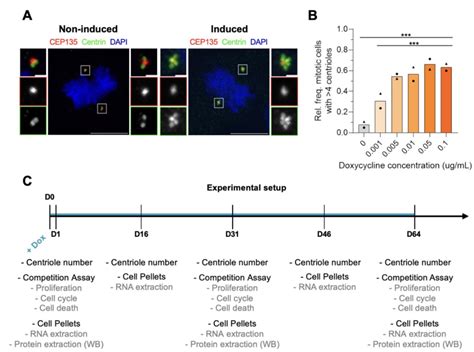 Experimental Framework For Addressing The Evolution Of Cell Populations