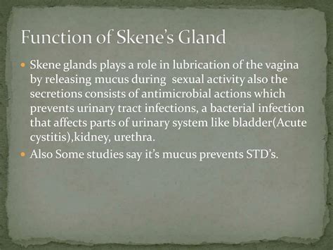 Skenes Gland Anatomy And Regulations And Features Pptx