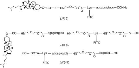Figure 1 From Cpp Or Cholesterol Conjugation To Antisense Pna For