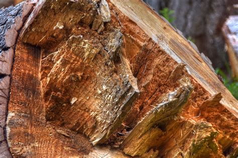 Log Free Stock Photo Public Domain Pictures