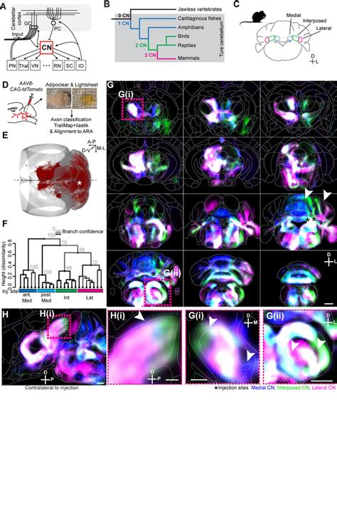 Brain Wide Projections Of Mouse Cn A Schematic Of The Cerebellar