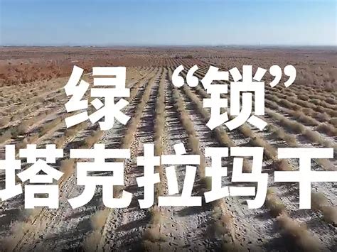潮声丨“锁边”3046公里！探究塔克拉玛干沙漠的“绿围脖”