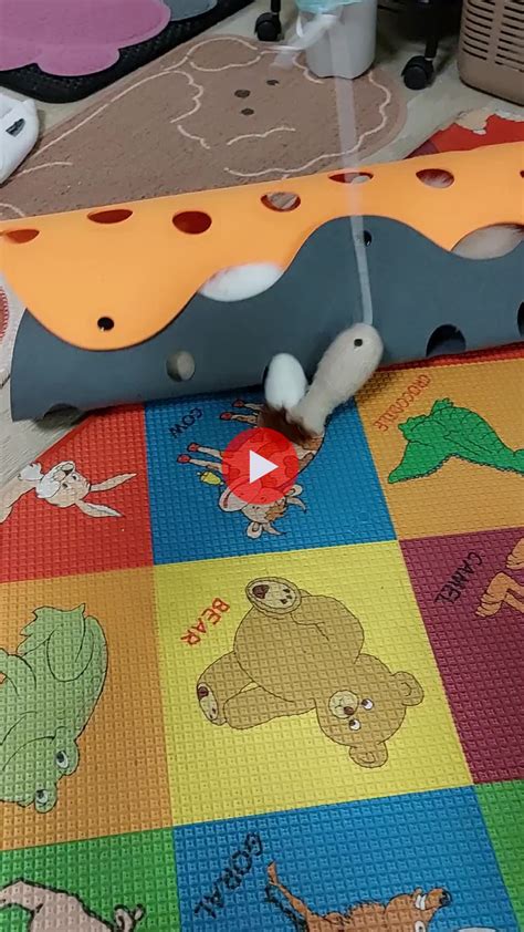 시간외 마감기념으로 고양이 보고 가세요 주식 에펨코리아