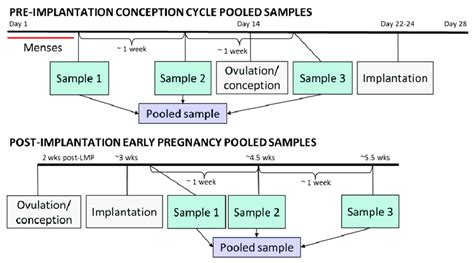 Pooled Sampling Strategy For Pre And Post Implantation Urine Specimens