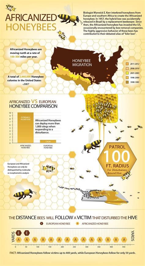 Killer Bees Vs Honey Bees Artofit