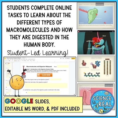 Macromolecules And Digestion Webquest Science Is Real Education