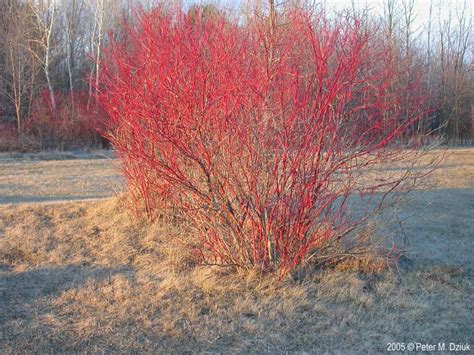 Red Osier Dogwood Cornus Sericea Cowling Arboretum Carleton College