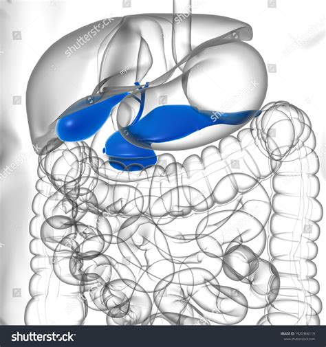 Gall Bladder Human Digestive System Anatomy ภาพประกอบสต็อก 1920366119 Shutterstock