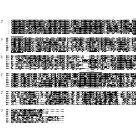 Primary Sequence Alignment Of TKT Proteins Black And Grey Boxes Download Scientific Diagram